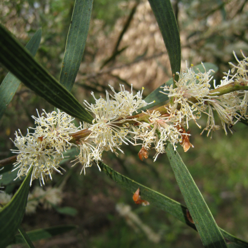 Finger Hakea (Hakea Dactyloides) Plant Care & How to Grow, Water