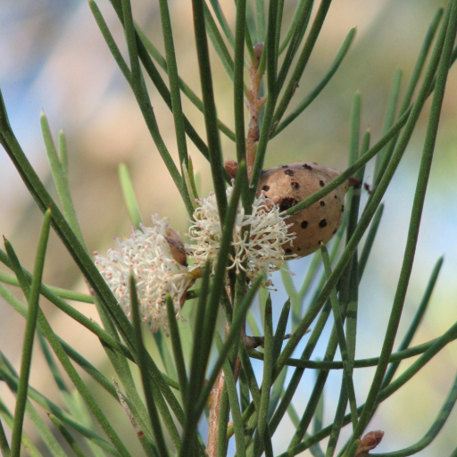 Sweet Hakea (Hakea Drupacea) Plant Care & How to Grow, Water