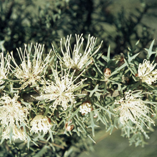 Hakea Lasiocarpha Care Guide: Water, Soil & Propagation - Plantiary
