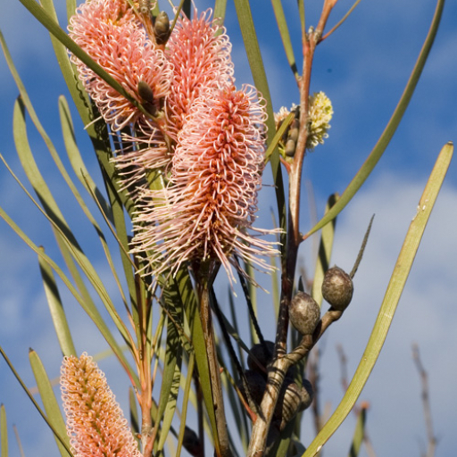 Grass-Leaf Hakea (Hakea Multilineata) Care Guide: Water, Soil ...