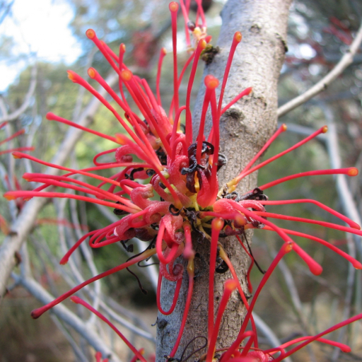 Bird Beak Hakea (Hakea Orthorrhyncha) Plant Care & How to Grow, Water