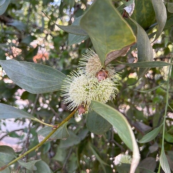 Sea Urchin Hakea (Hakea Petiolaris) Plant Care & How to Grow, Water