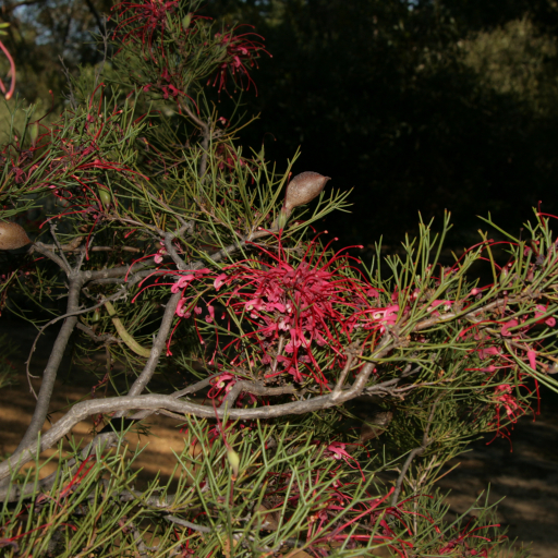 Hakea Purpurea Plant Care & How to Grow, Water