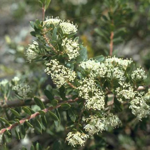Candle Hakea (Hakea Ruscifolia) Care Guide: Water, Soil & Propagation ...