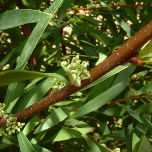 Pennywort (Hydrocotyle Vulgaris) Plant Care & How to Grow, Water