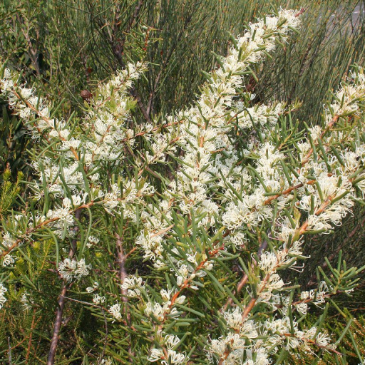 Dagger Hakea (Hakea Teretifolia) Care Guide: Water, Soil & Propagation ...