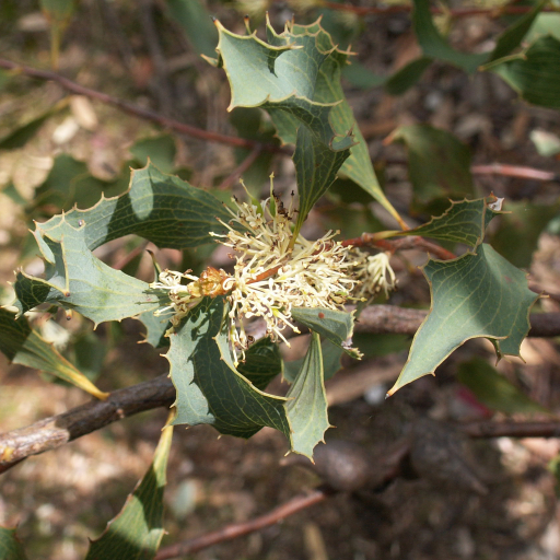 Wavy-Leaved Hakea (Hakea Undulata) Plant Care & How to Grow, Water