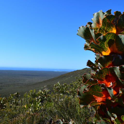Royal Hakea (Hakea Victoria) Care Guide: Water, Soil & Propagation ...