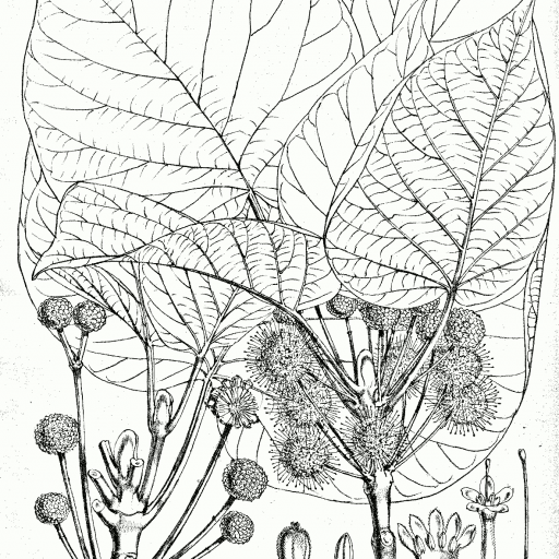 Haldina Cordifolia Plant Care & How to Grow, Water