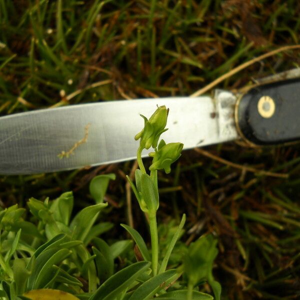 Halenia Caespitosa Care Guide: Water, Soil & Propagation - Plantiary