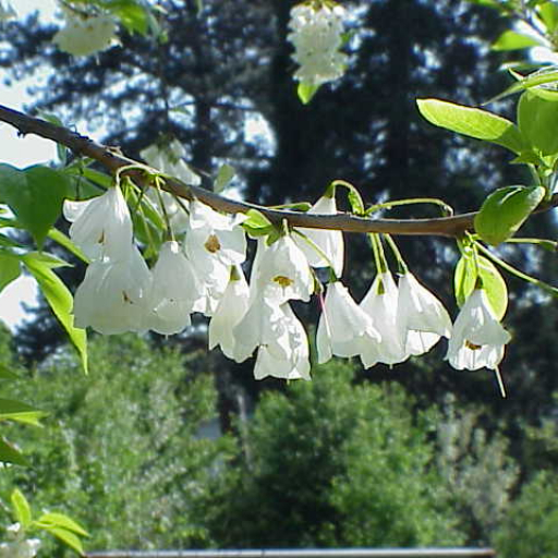 Calabash Tree (Crescentia Mirabilis) Plant Care & How to Grow, Water