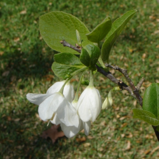 Two-Wing Silverbell (Halesia Diptera) Plant Care & How to Grow, Water