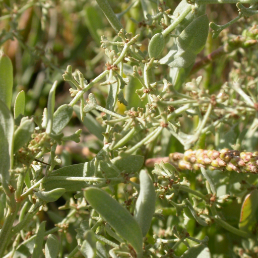 Pedunculate Sea-Purslane (Halimione Pedunculata) Care Guide: Water ...
