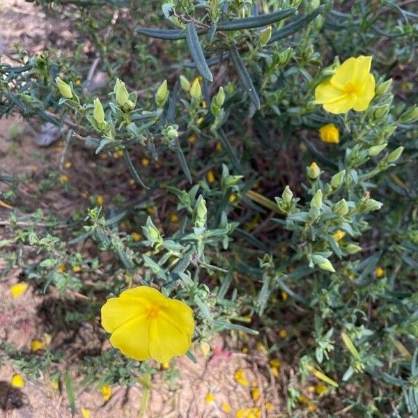 Halimium Calycinum Plant Care & How to Grow, Water