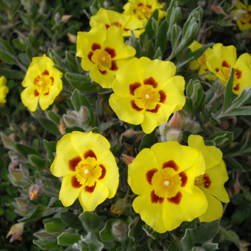 Halimium Lasianthum Plant Care & How to Grow, Water