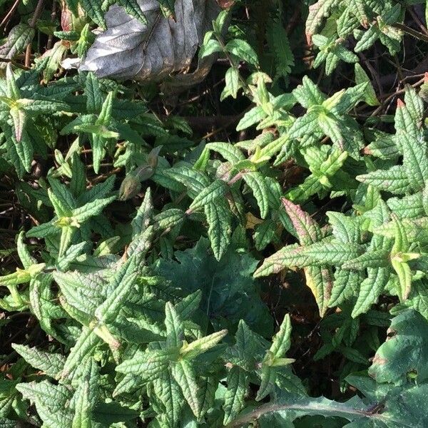 Halimium Umbellatum Care Guide: Water, Soil & Propagation - Plantiary