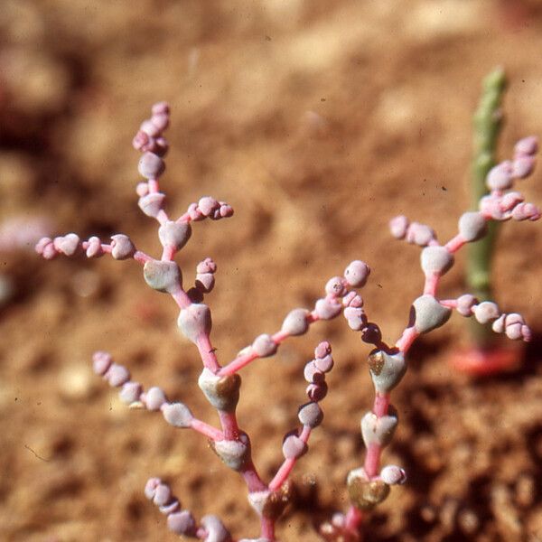 Halopeplis (Halopeplis Amplexicaulis) Plant Care & How to Grow, Water