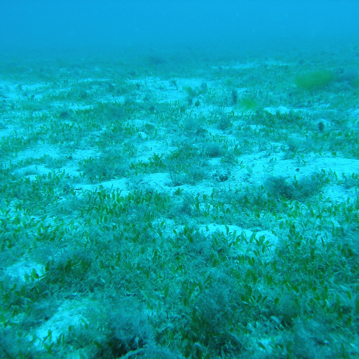 Caribbean Seagrass (Halophila Decipiens) Plant Care & How to Grow, Water