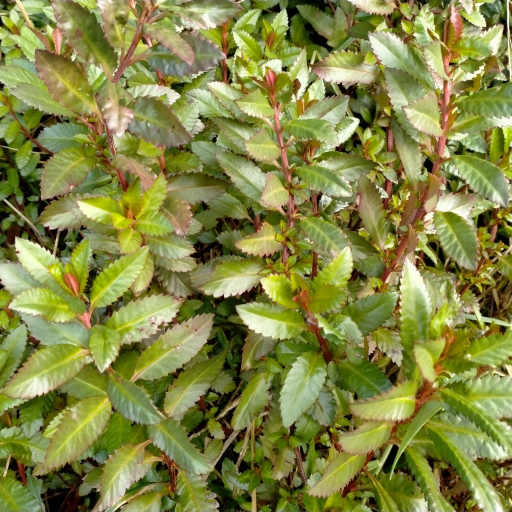 Shrubby Haloragis (Haloragis Erecta) Plant Care & How to Grow, Water