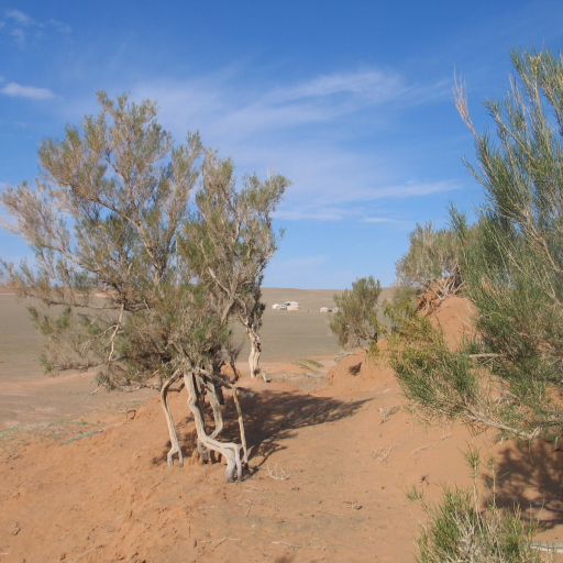 Black Saxaul (Haloxylon Ammodendron) Plant Care & How to Grow, Water