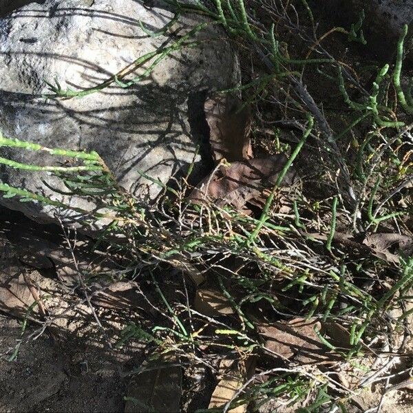 ترات (Haloxylon Salicornicum) Plant Care & How to Grow, Water