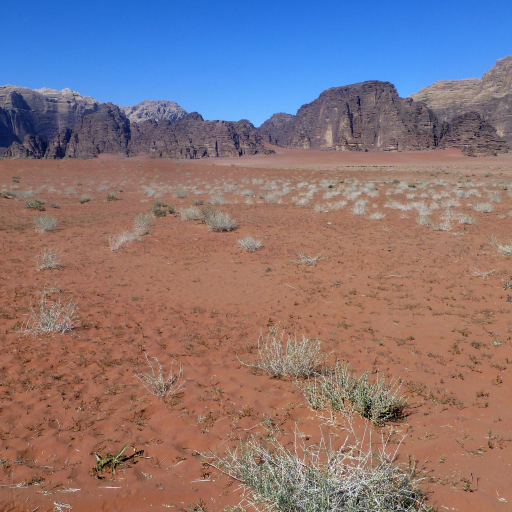 Broom Haloxylon (Haloxylon Scoparium) Plant Care & How to Grow, Water