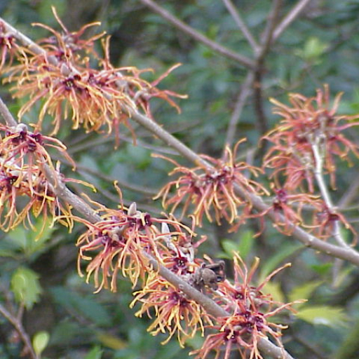 Hybrid Witch Hazel (Hamamelis Intermedia) Plant Care & How to Grow, Water