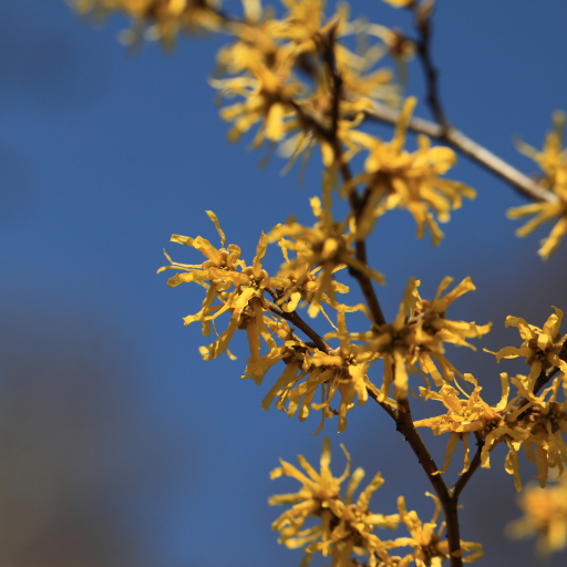 Japanese Witch-hazel (Hamamelis Japonica) Plant Care & How to Grow, Water