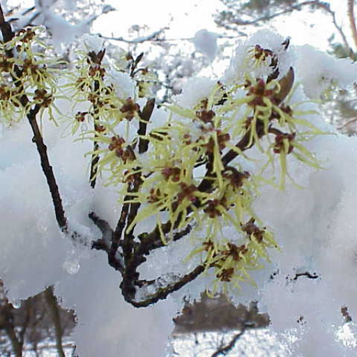 Chinese Witch-Hazel (Hamamelis Mollis) Plant Care & How to Grow, Water
