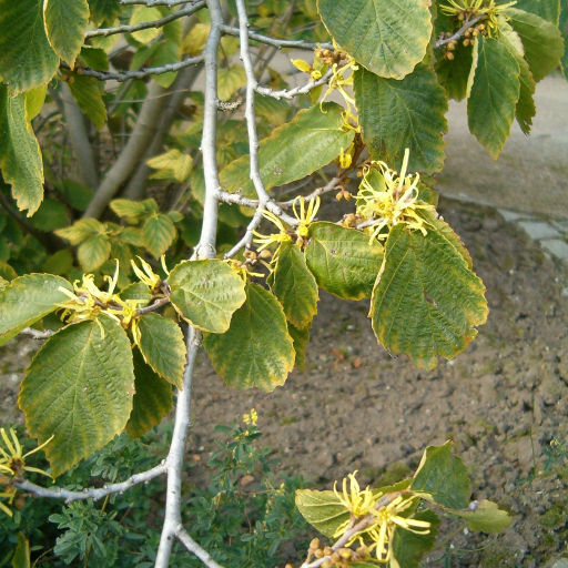 Witch Hazel (Hamamelis Virginiana) Care Guide: Water, Soil ...