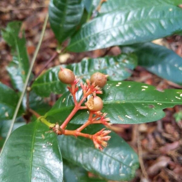 Hamelia Magnifolia Care Guide: Water, Soil & Propagation - Plantiary