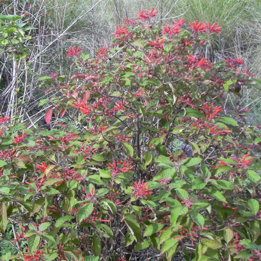 Firebush (Hamelia Patens) Plant Care & How to Grow, Water