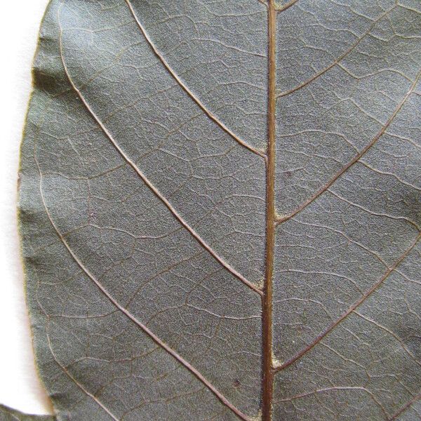 Arawnig (Handroanthus Capitatus) Care Guide: Water, Soil & Propagation ...