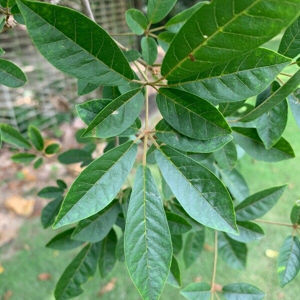 Handroanthus Umbellatus Care Guide: Water, Soil & Propagation - Plantiary