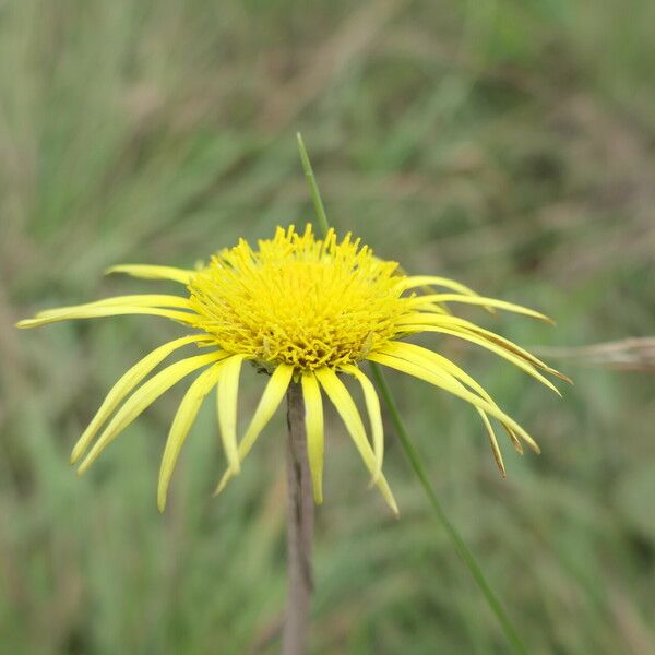 Haplocarpha Scaposa Plant Care & How to Grow, Water