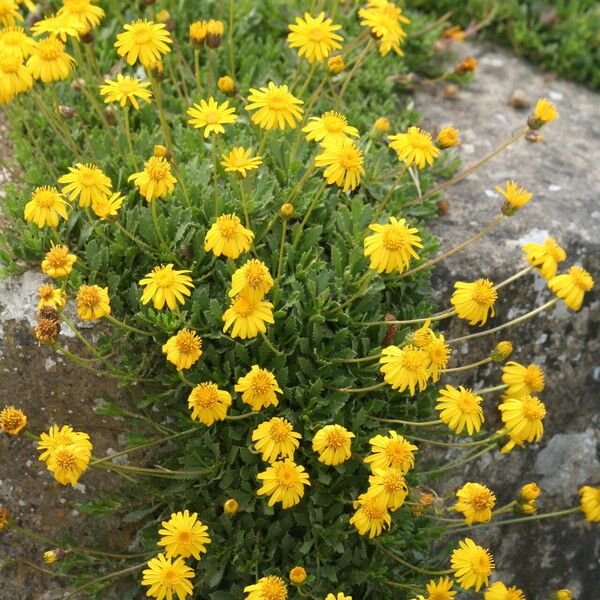 Haplopappus Chrysanthemifolius Care Guide: Water, Soil & Propagation ...