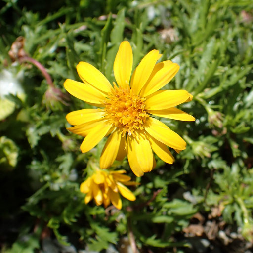 Haplopappus Glutinosus Plant Care & How to Grow, Water