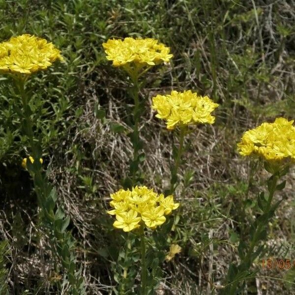 Haplophyllum Suaveolens Plant Care & How to Grow, Water