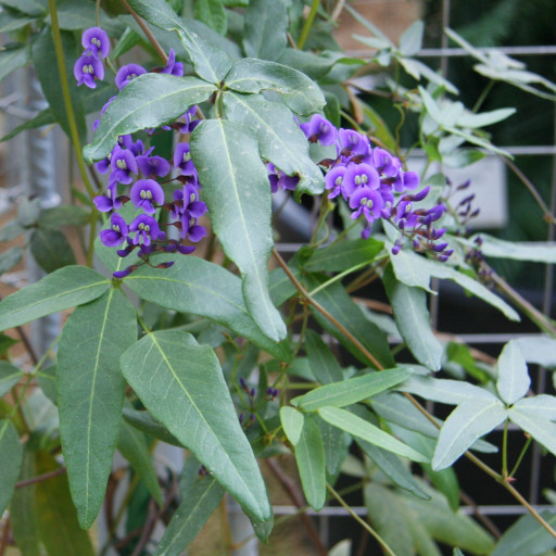 Australian Lilac Vine (Hardenbergia Comptoniana) Plant Care & How to ...
