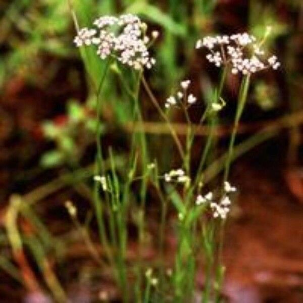 Harperella (Harperella Nodosa) Care Guide: Water, Soil & Propagation ...