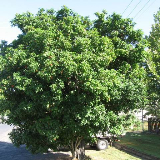Moreton Bay Tulipwood (Harpullia Pendula) Plant Care & How to Grow, Water