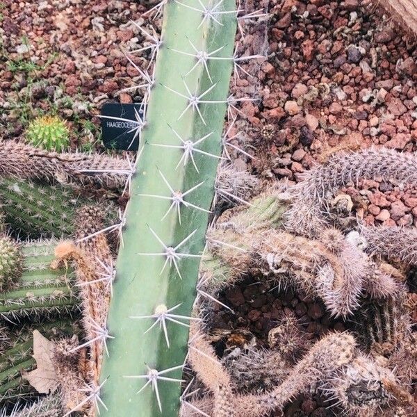 Giant Red Dragon Apple Cactus (Harrisia Balansae) Plant Care & How to ...