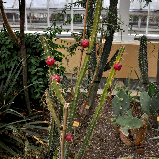 Queen Of The Night Cactus (Harrisia Bonplandii) Plant Care & How to ...