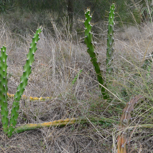 Moon Cactus (Harrisia Martinii) Plant Care & How to Grow, Water