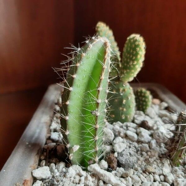 Harrisia Tetracantha Plant Care & How to Grow, Water