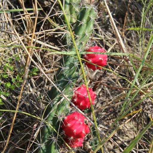 Spiny Snake Cactus (Harrisia Tortuosa) Plant Care & How to Grow, Water