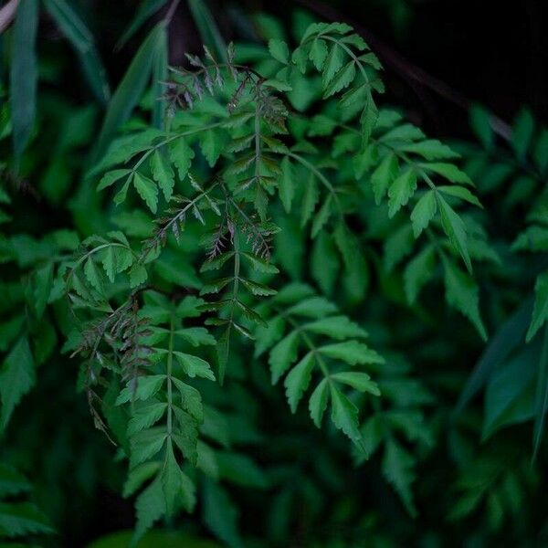 Harrisonia Perforata Plant Care & How to Grow, Water