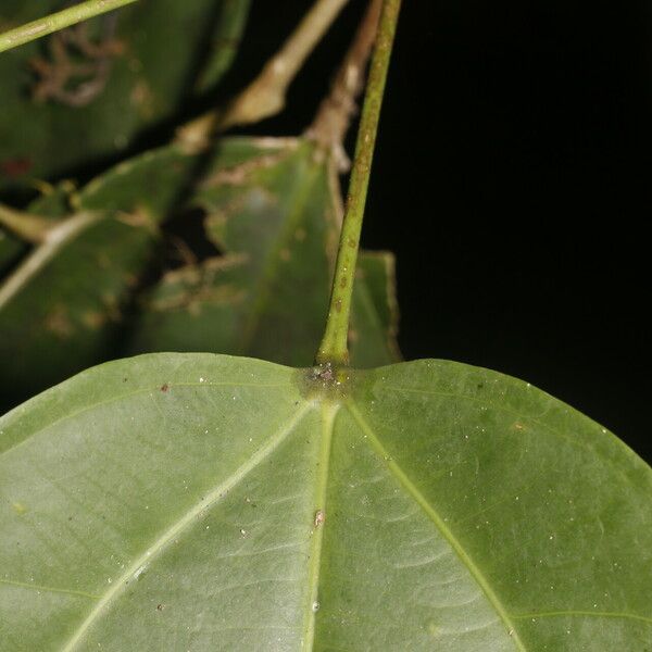 Hasseltia Allenii Care Guide: Water, Soil & Propagation - Plantiary