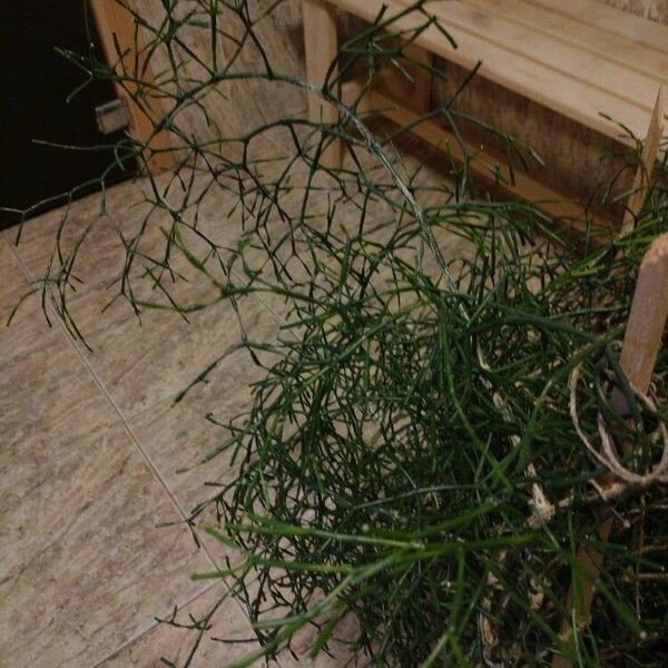 Dancing Bones (Hatiora Salicornoides) Plant Care & How to Grow, Water