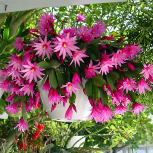 Easter Cactus (Hatiora X Graeseri) Plant Care & How to Grow, Water